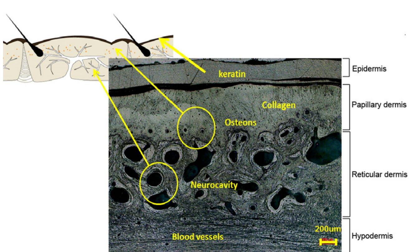 Optical microscope of a cross-section of a hexagonal tile