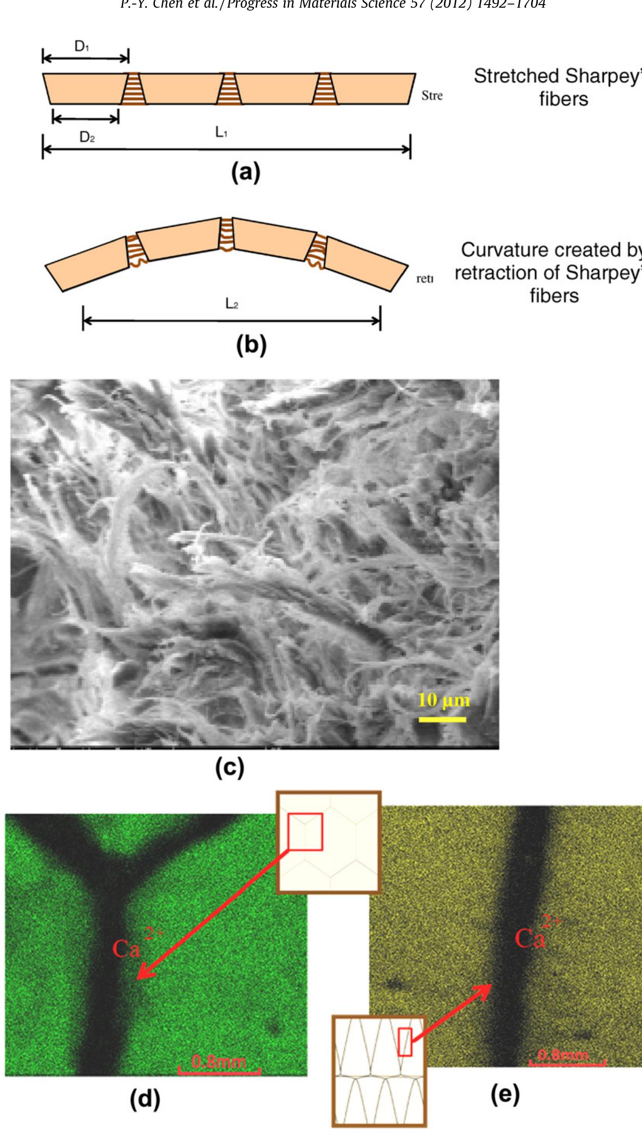 Cross-sectional morphology of osteoderm scales of the (a)