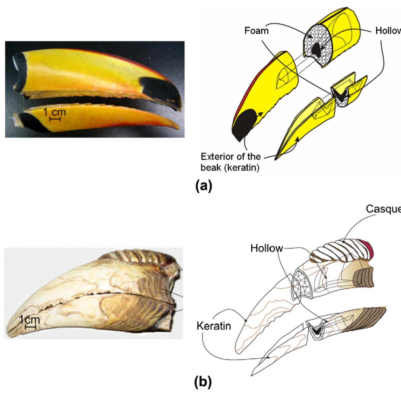 Photographs and schematic drawings of (a) toucan and (b)