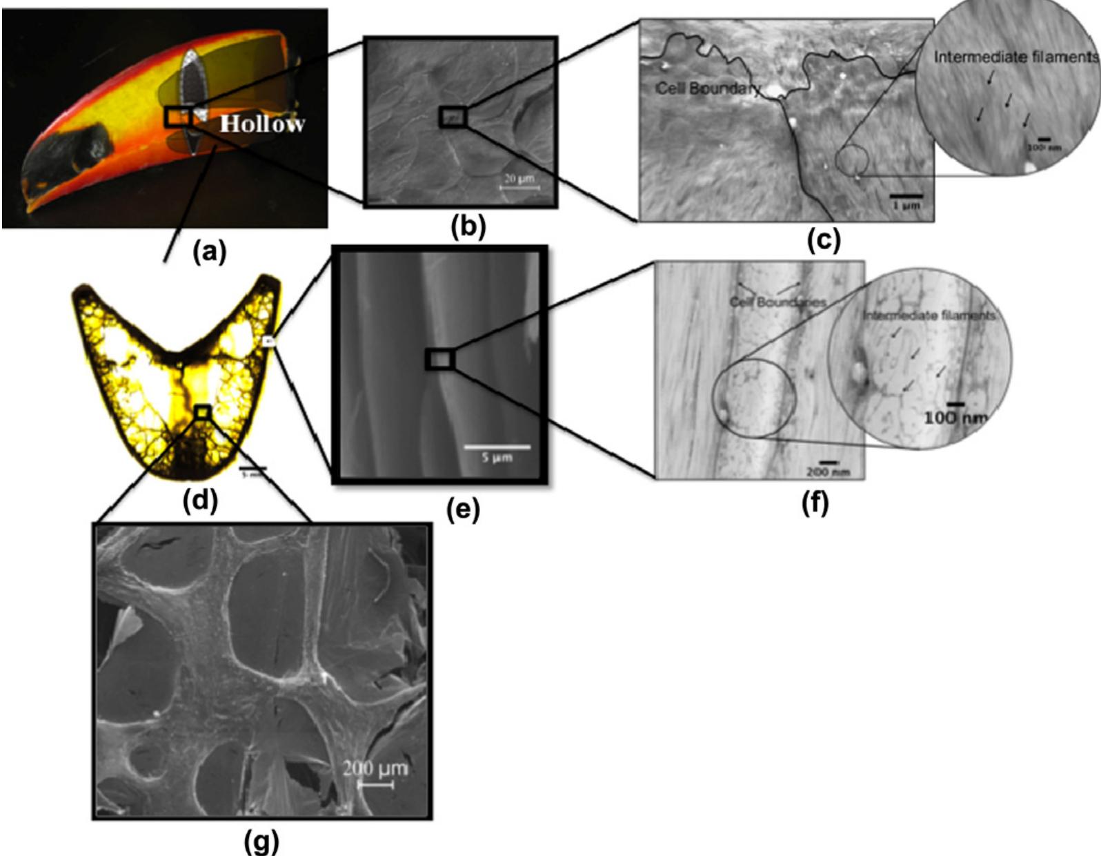 Hierarchical structure of toucan beak; (a) picture of the