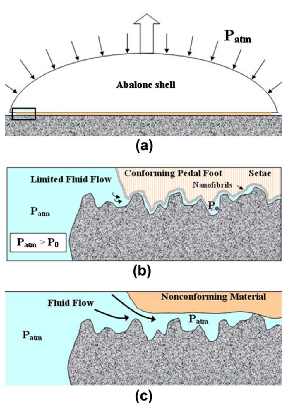 Schematic representation of how suction might generate
