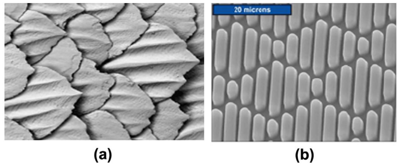 (a) microscopic morphology of shark skin and (b) sharklet®