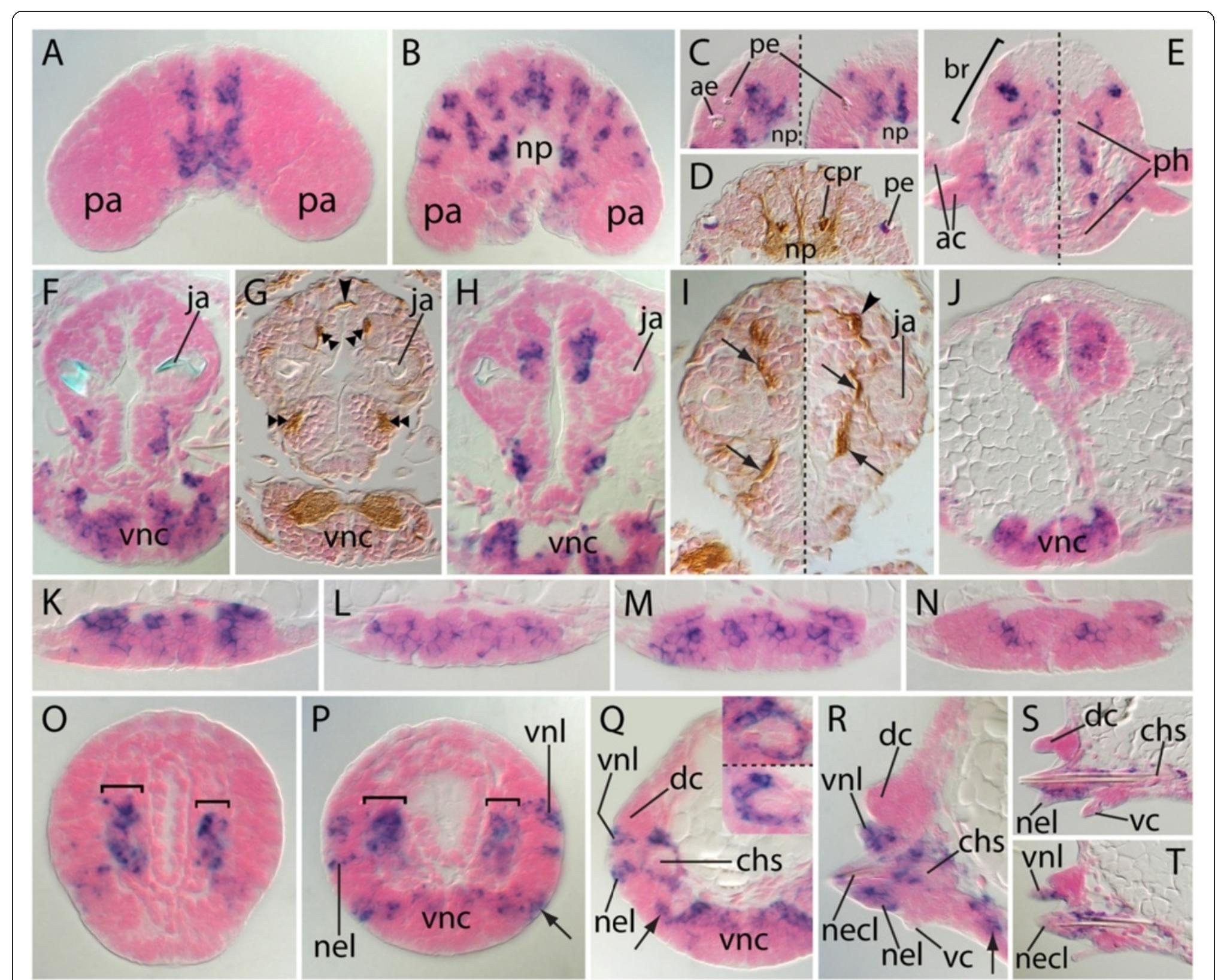 Histologic cross sections of 7-chaetiger juveniles showing
