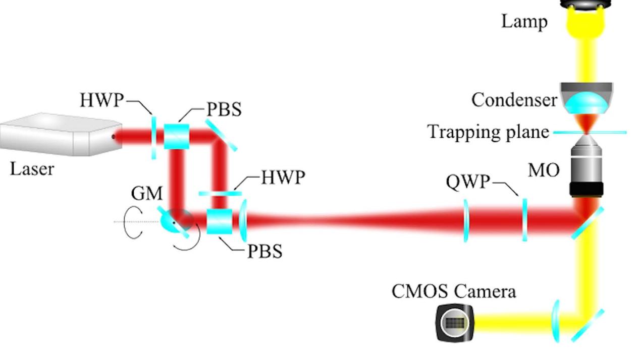 Schematic diagram showing set up of dual-beam optical