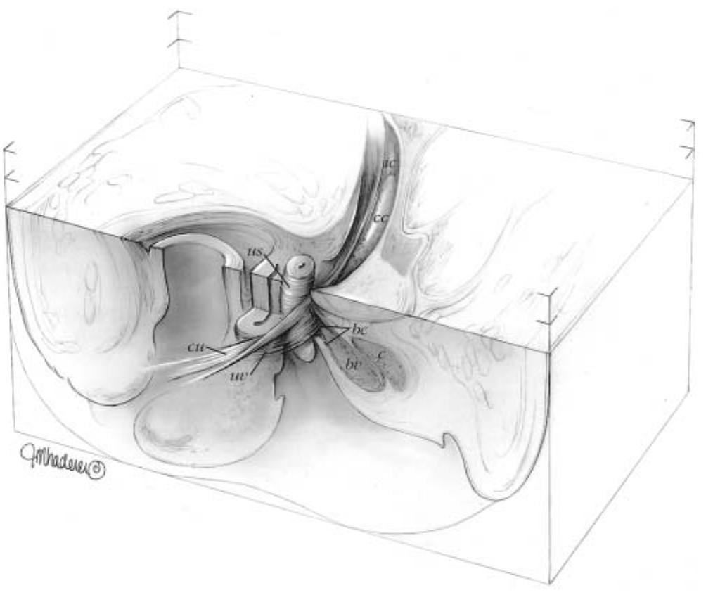 The extrinsic sphincter of the urethra (urogenital