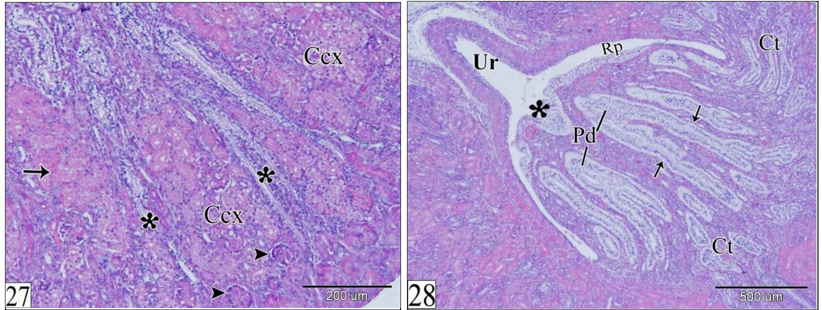 (27): transverse section in a rabbit embryo at e 26 showing