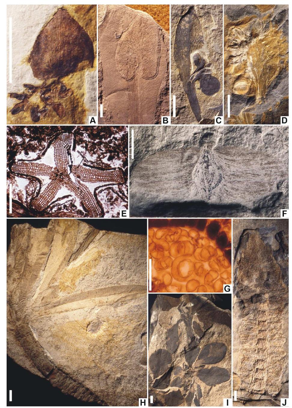 (PDF) Glossopteris - insights into the architecture and relationships ...