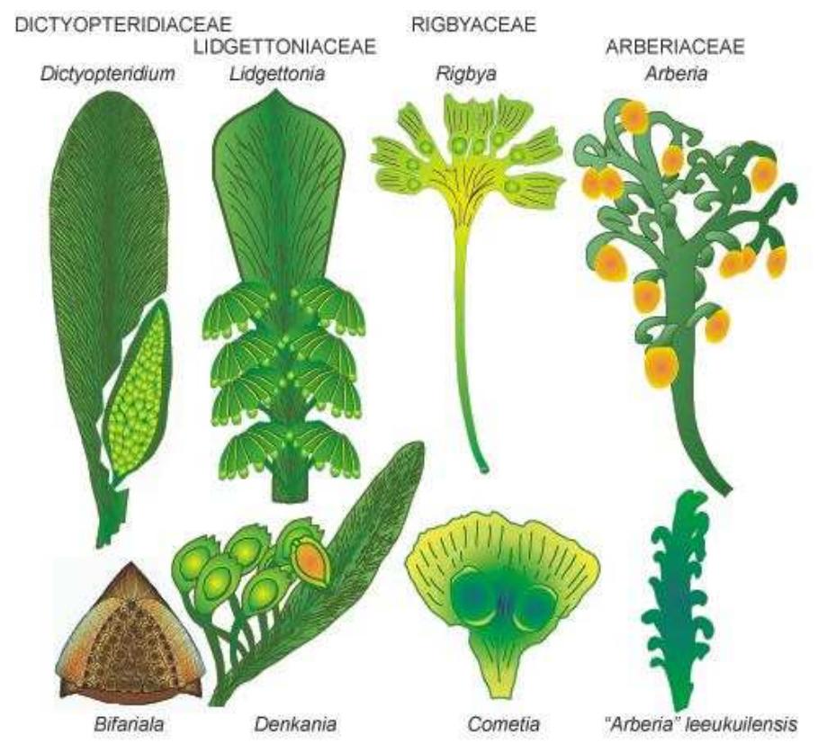 (PDF) Glossopteris - insights into the architecture and relationships ...