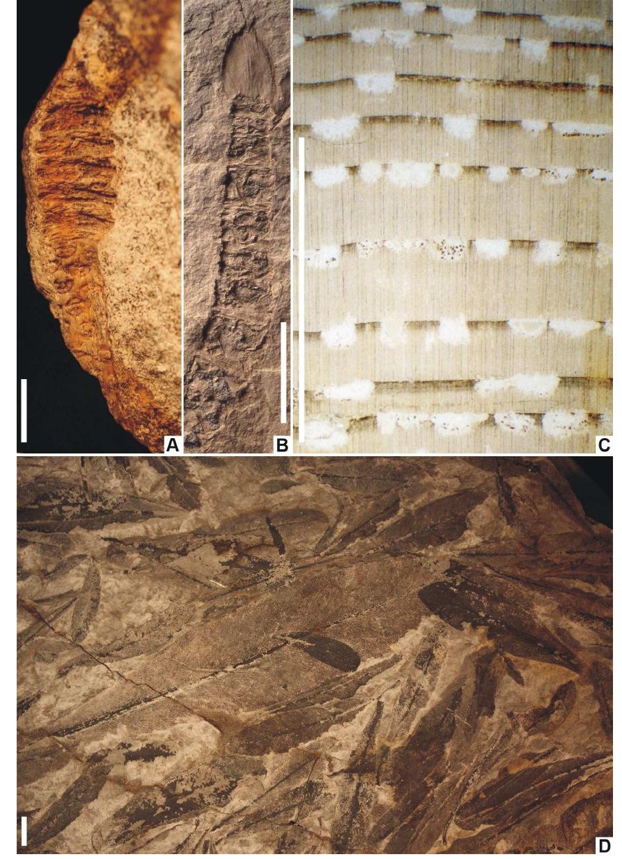 (PDF) Glossopteris - insights into the architecture and relationships ...