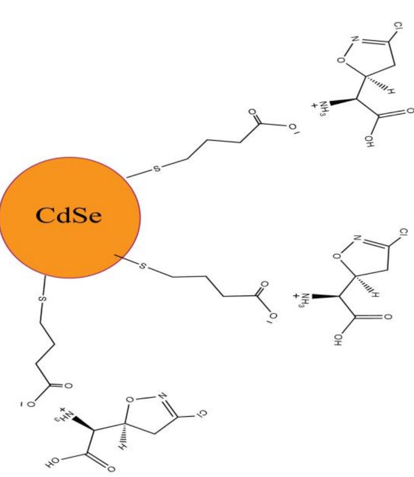 The structure of cdse qds—ac and the model of the