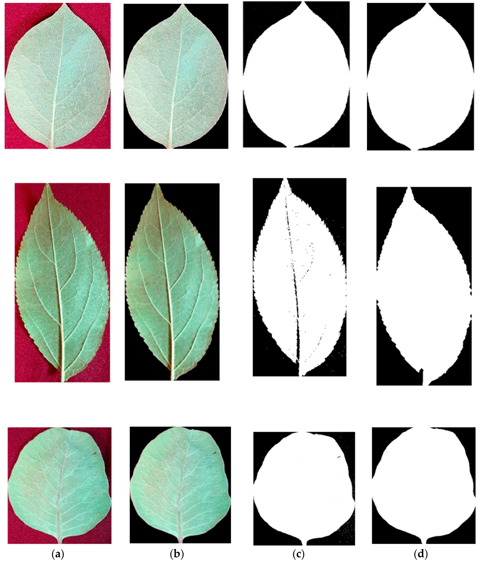 Three sample tree leaf images used to show image