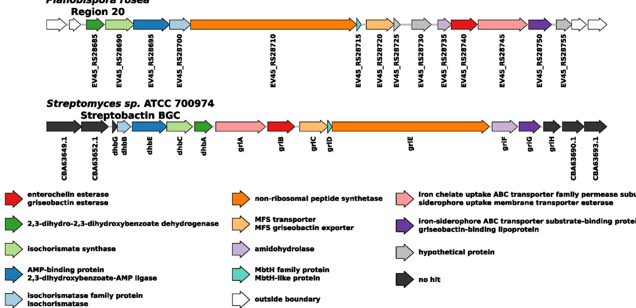 Region 20 versus streptobactin bgc. comparison of the bgc