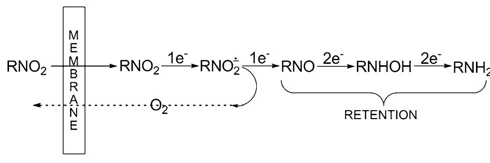 Proposed reduction pathway for the nitro group in the cell