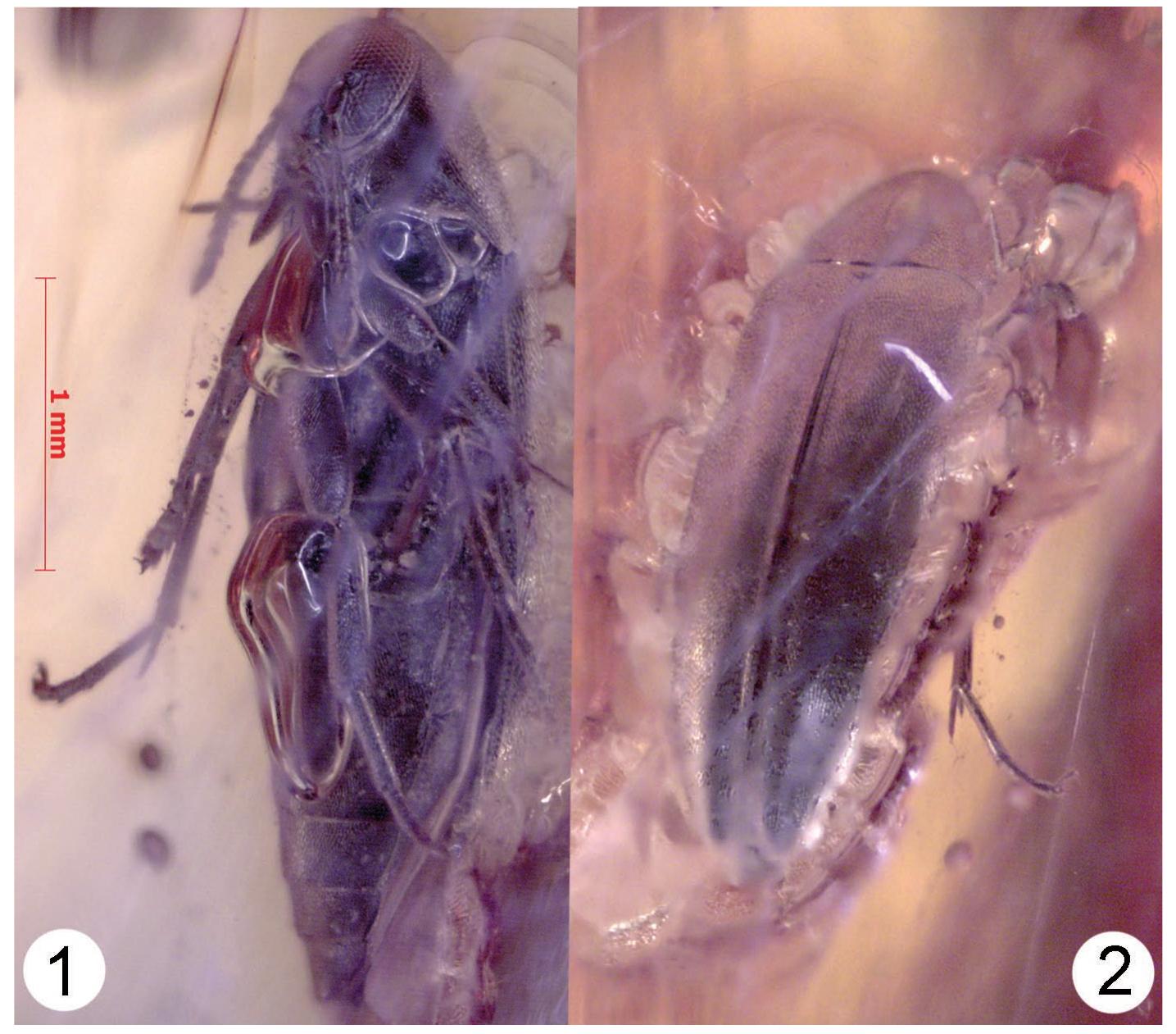 1, 2. orchesia turkini sp. nov.: 1 — ventral view, 2