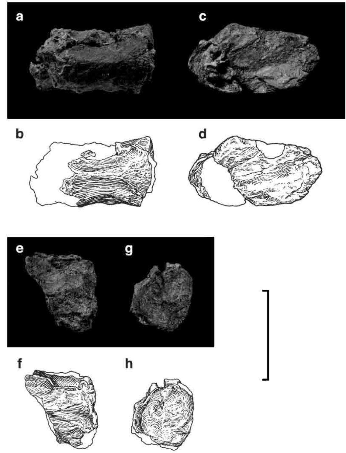 Caudal vertebrae c and d. a-d: caudal vertebra c; e-h: