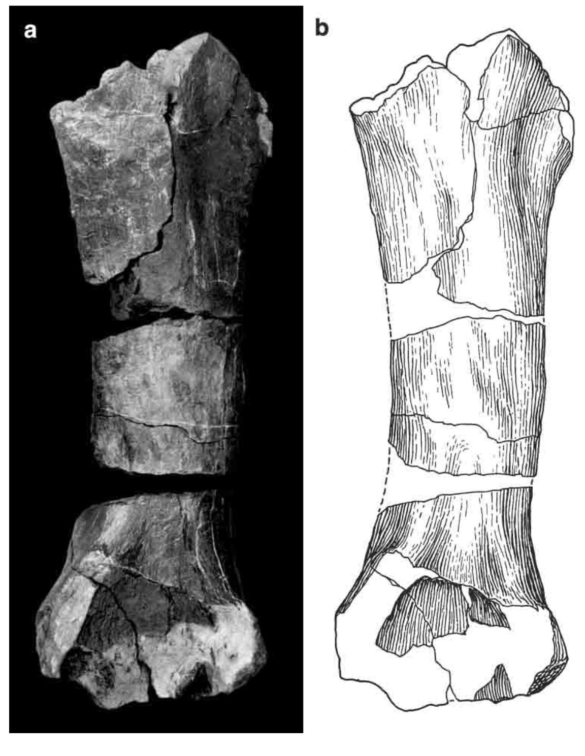 Right humerus. a, b: posterior; c, d: anterior; e: medial
