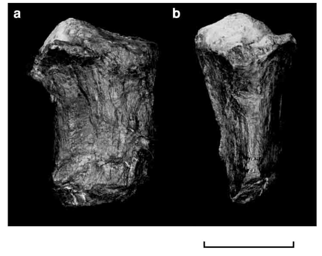 Left radius. a, medial; b, posterior views of proximal
