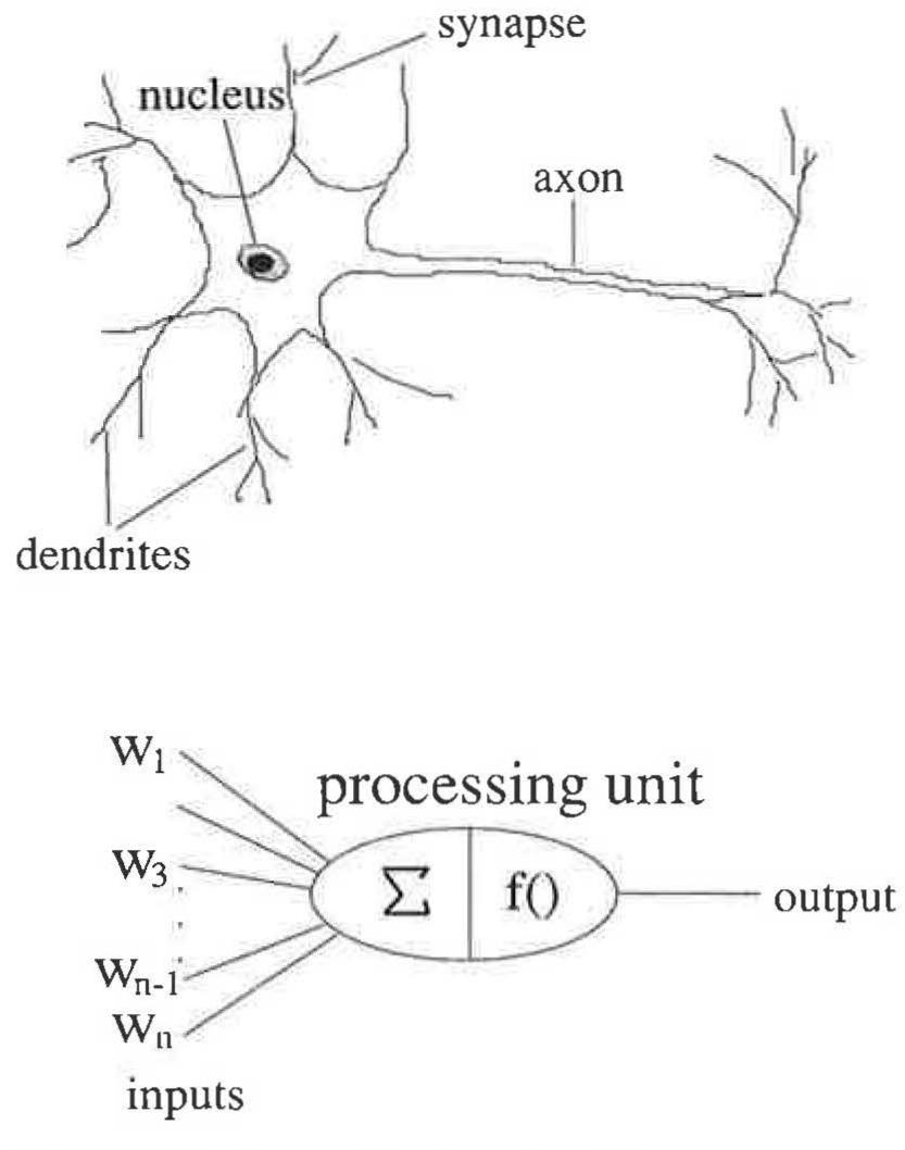 Schematic drawing of typical biological neuron and