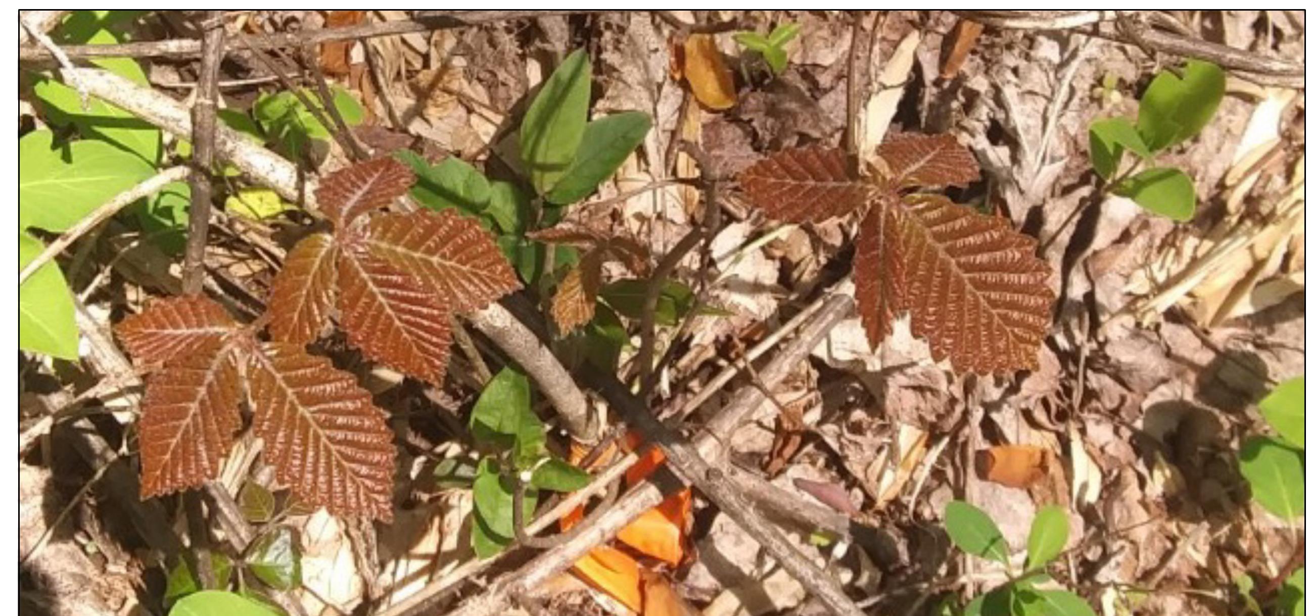 Chestnut oak (quercus montana) seedling with basal sprouts
