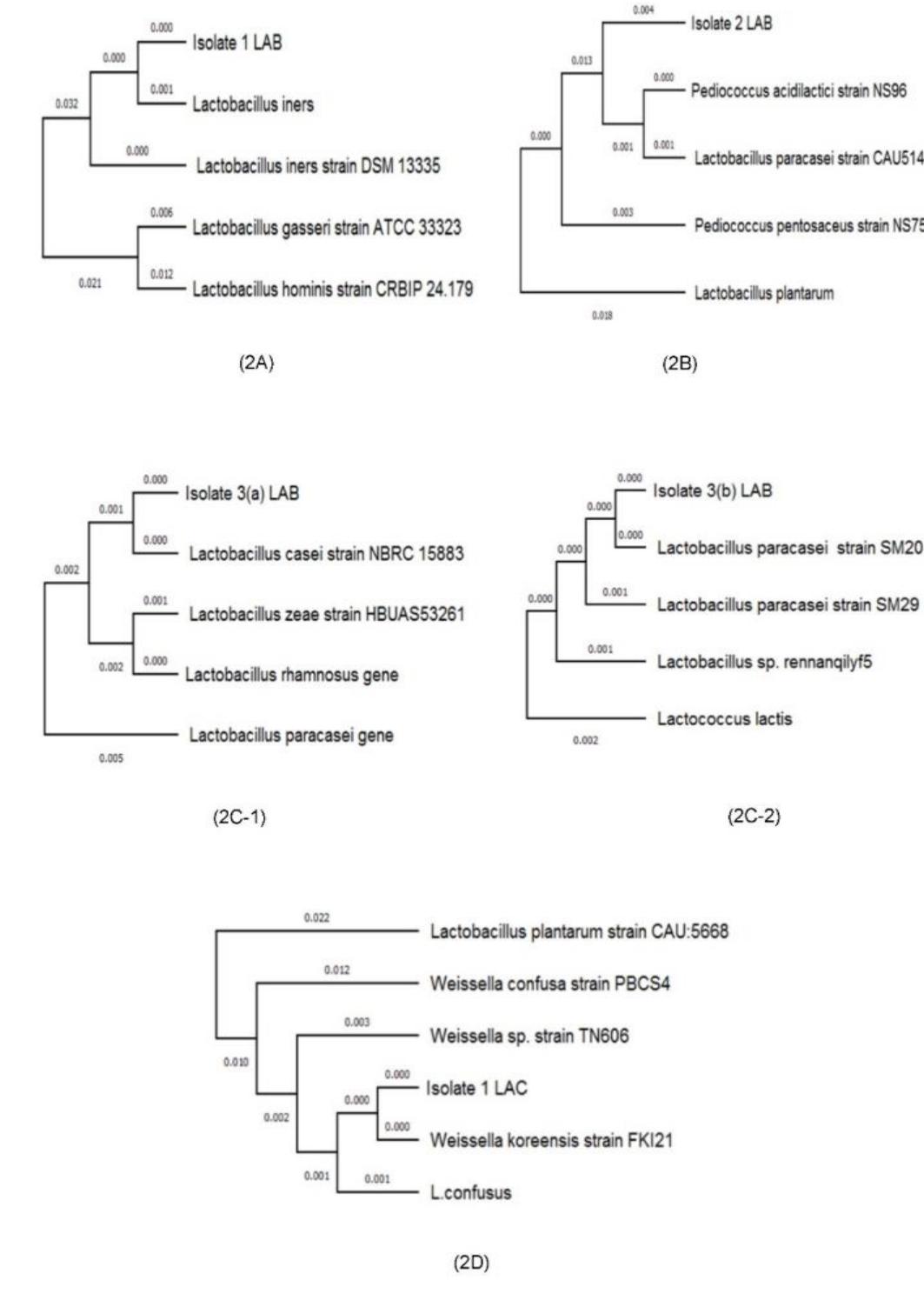 Phylogenetic tree constructed using mega x software for lab