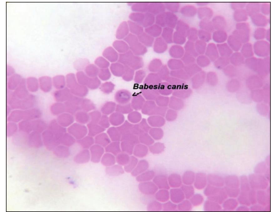 : blood smear of dog showing infection of large form canine
