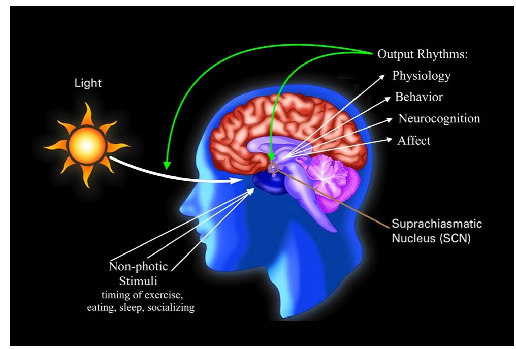Schematic model of the human circadian system. adapted from