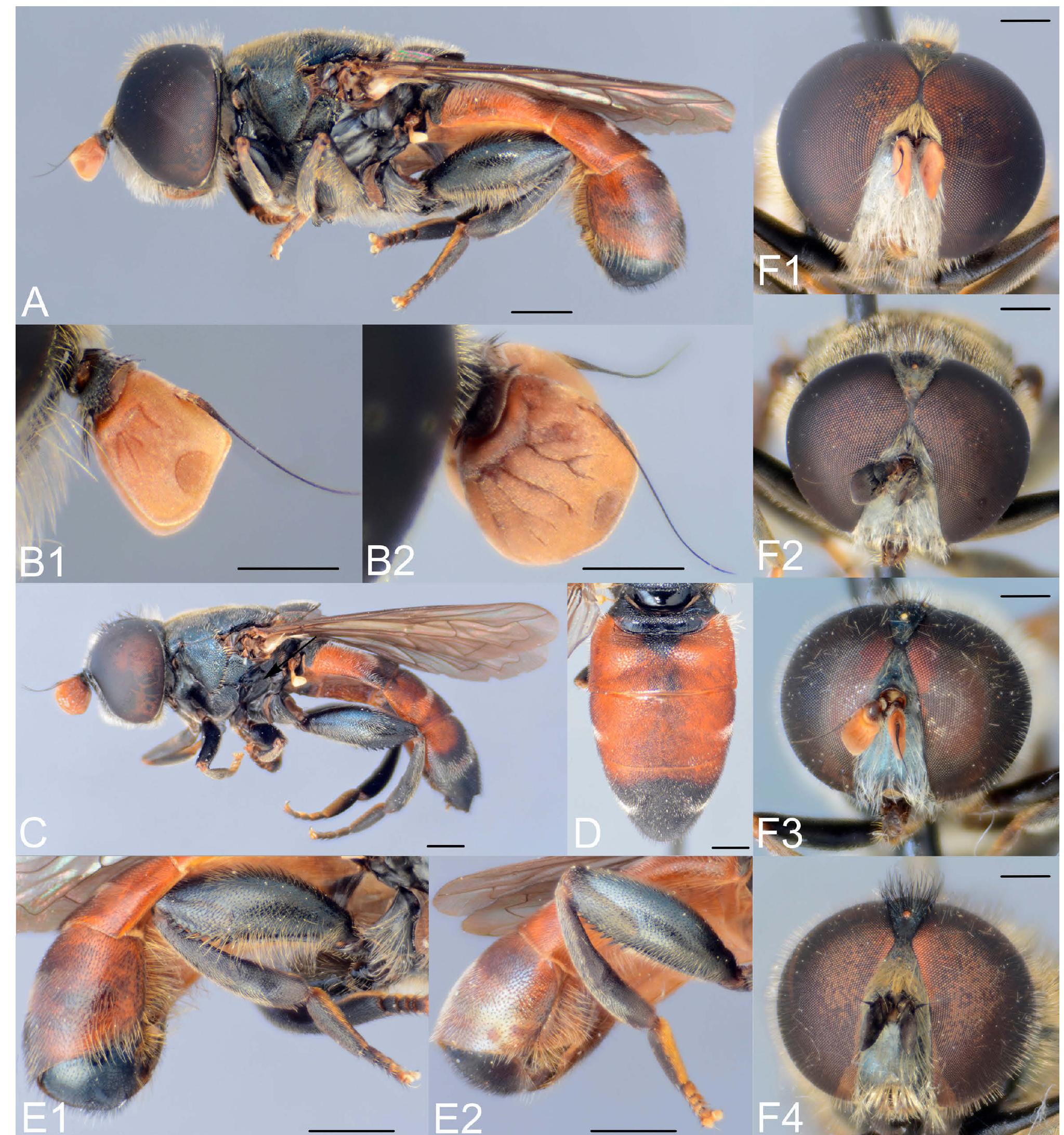 A-d, e1 — eumerus nigrorufus grkovié et vuji€é, sp. n. a—