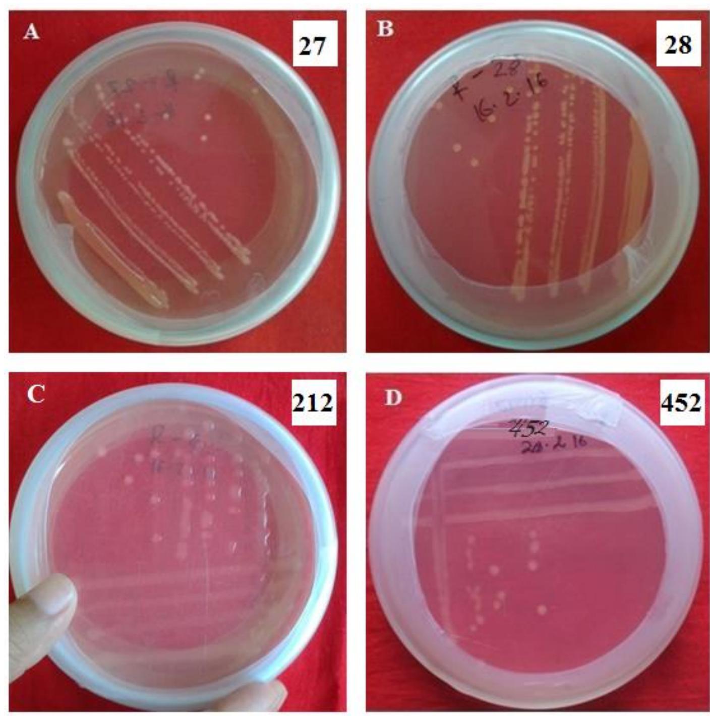 Colony morphology of isolated rhizobia: plate a and b