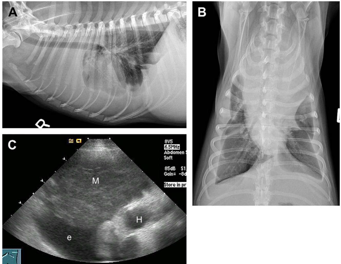 (a) and (b) lateral and ventrodorsal radiographs of a dog