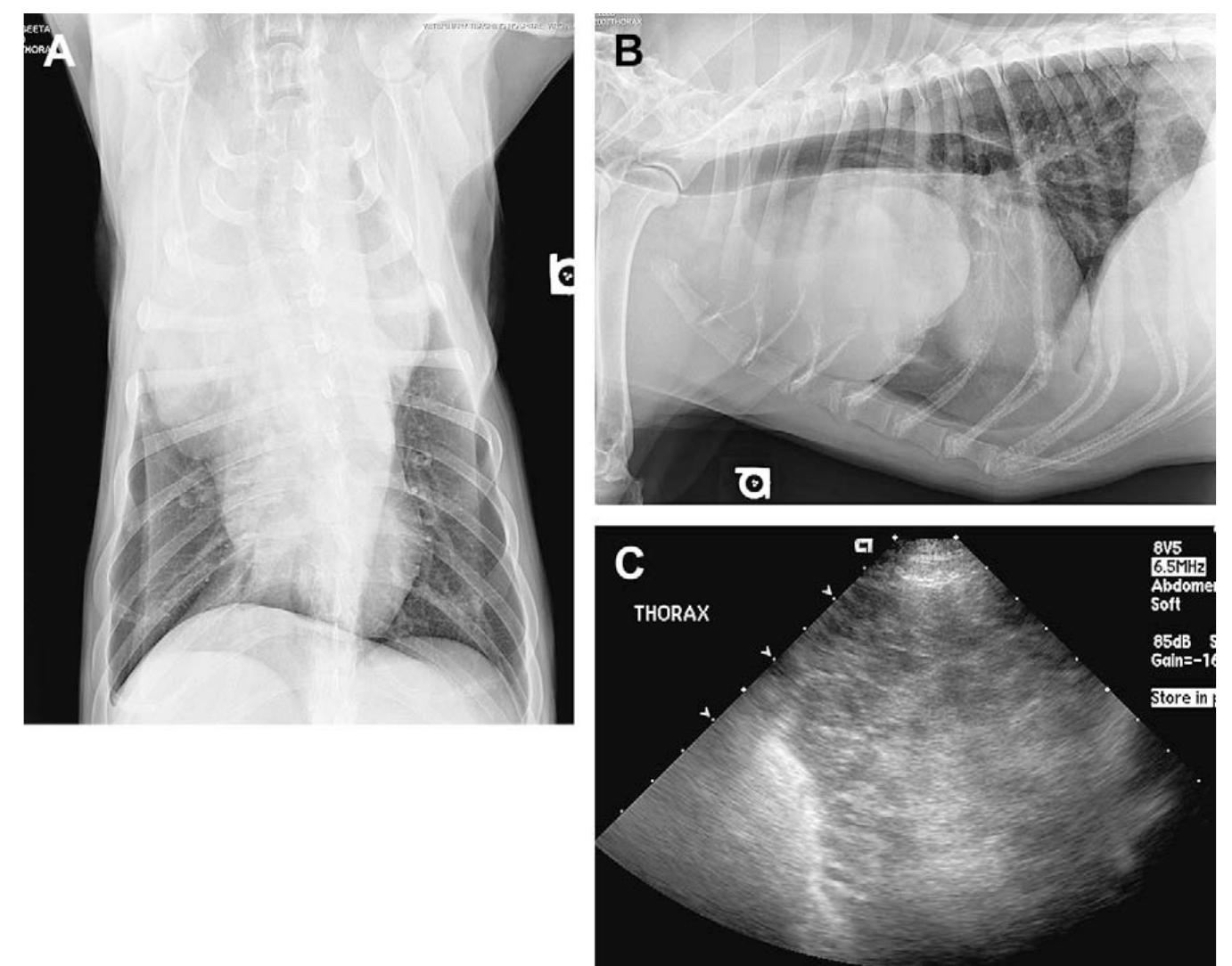 (a, b) ventrodorsal (a) and lateral thoracic radiographs of