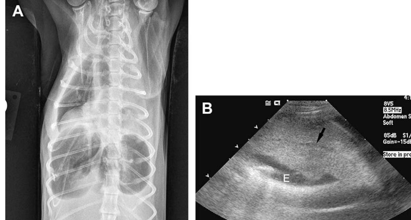 (a) ventrodorsal thoracic radiograph of an 8-year-old cat