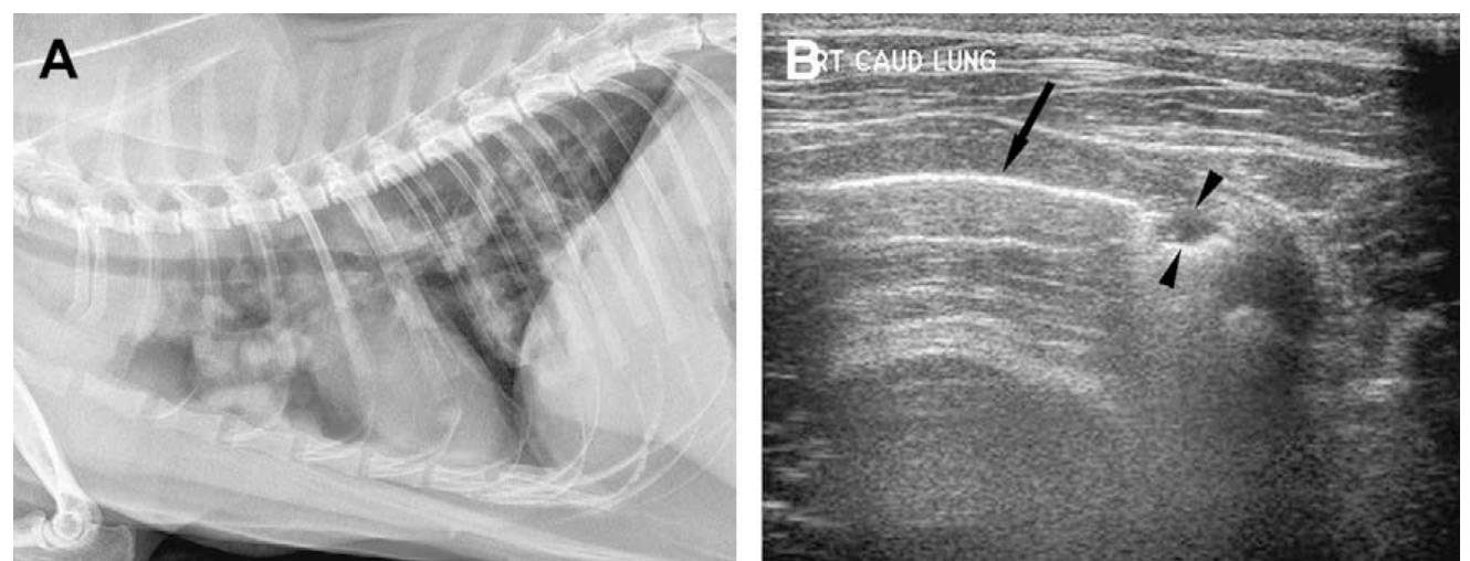 (a) lateral thoracic radiograph of a cat presented for mild