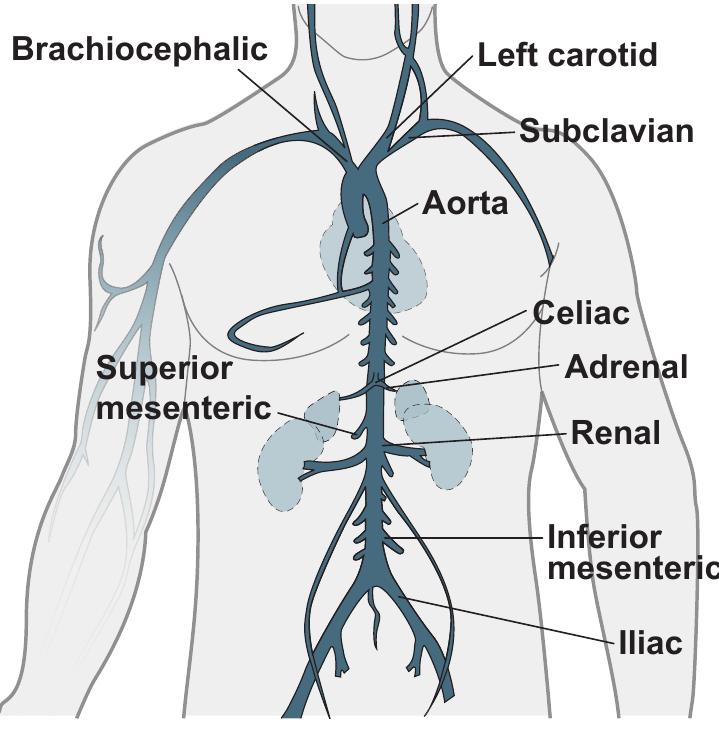 Pathway of the aorta from the heart to the iliac artery