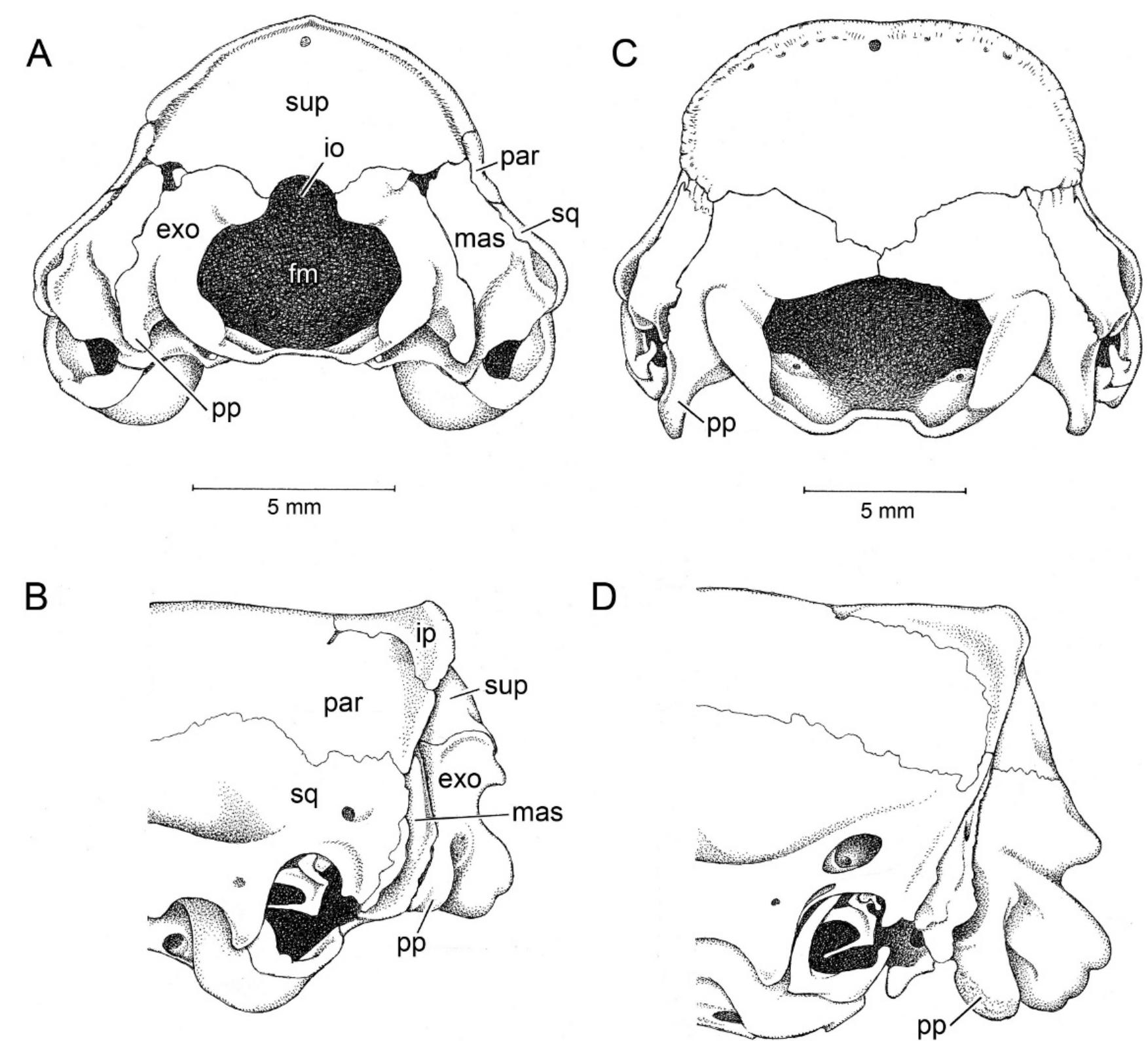 Posterior and lateral views of the occipital region in