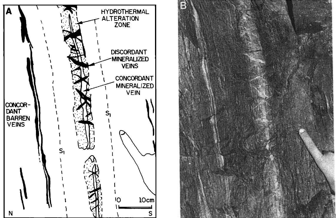 Fic. 10. line drawing (a) and photograph (b) of a concordant