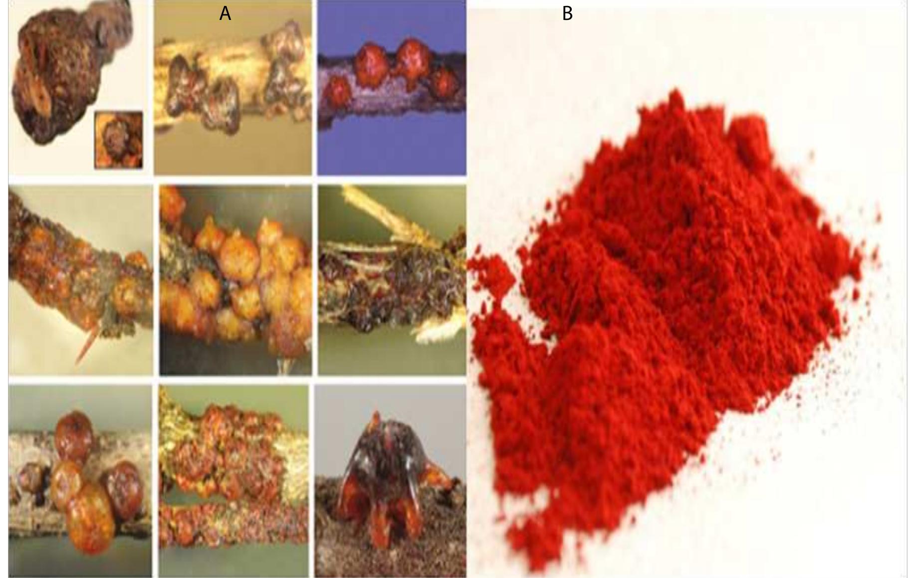 Lac insects (a) and derived dye powder (b).