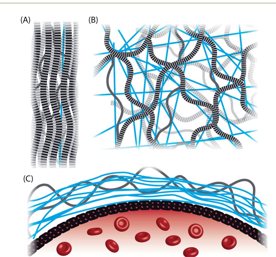 Types of connective tissue structure: (a) tendon formed of