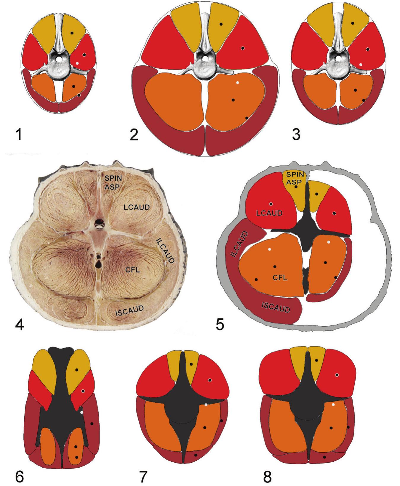 Tail muscle cross section reconstructions and p troids