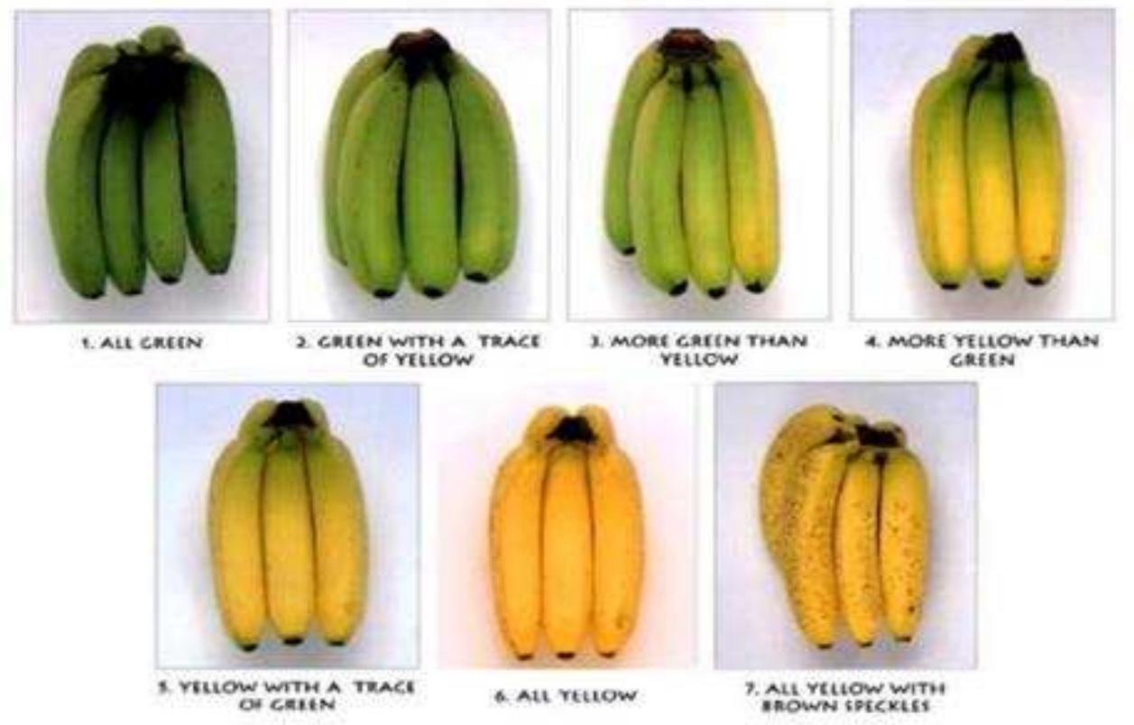 Colour chart used for grading of ripening bananas. adopted