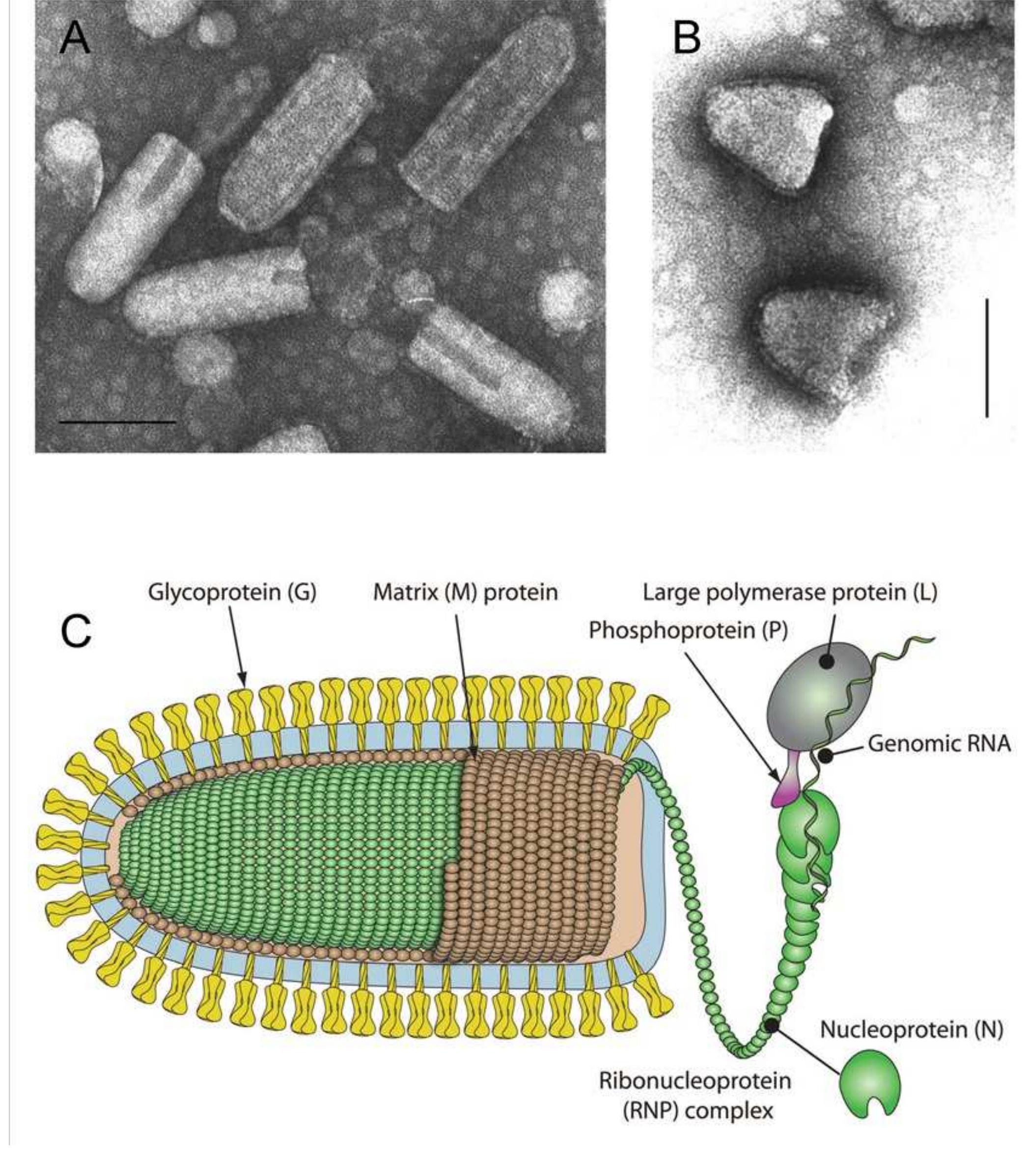 Rhabdoviridae. (a) negative-contrast electron micrograph of