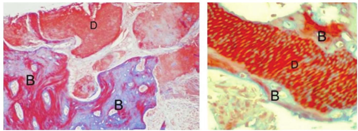 S 7a-7b: 7a. a histology section (trichrome stain) of a core