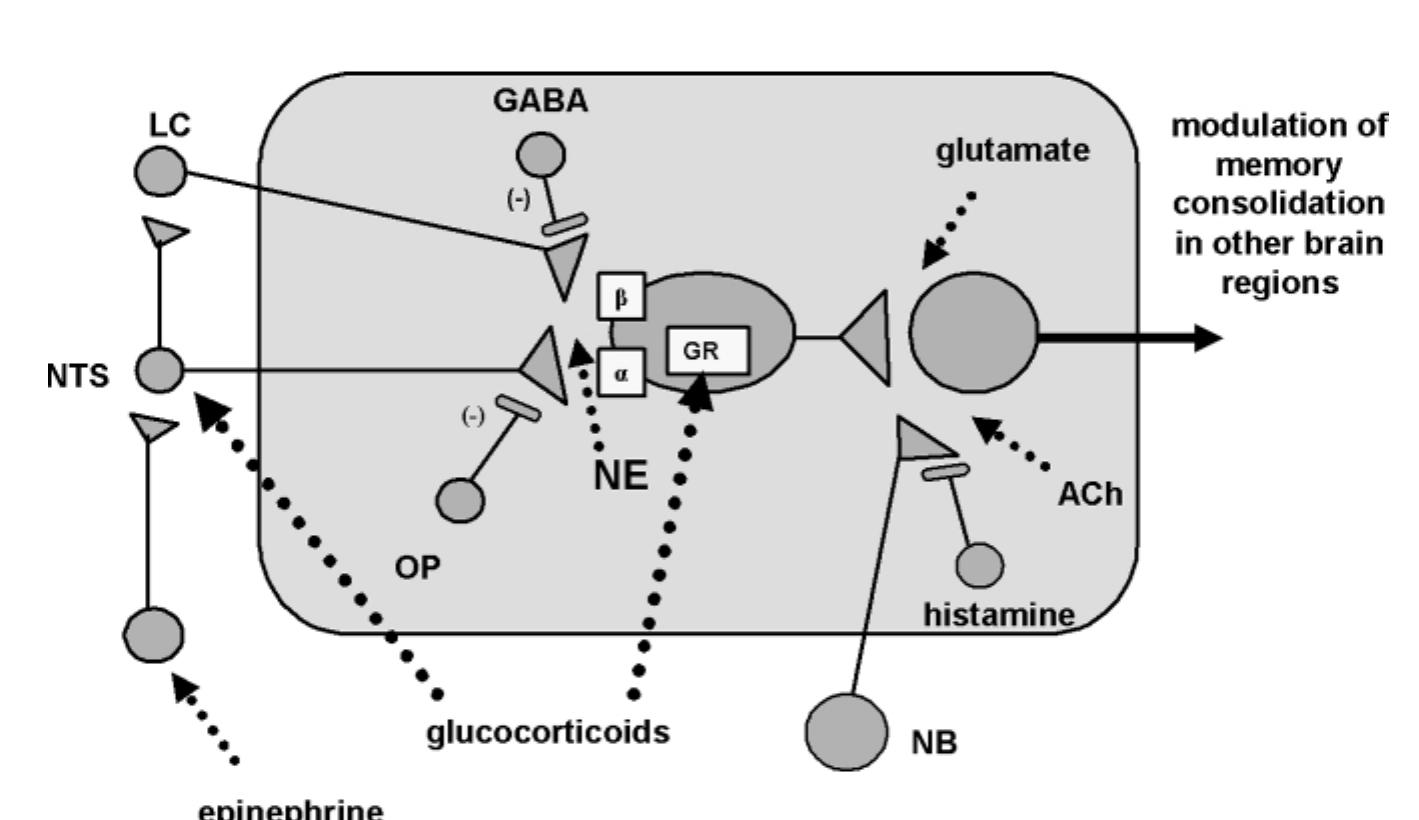 Schematic representation of neuromodulatory interactions