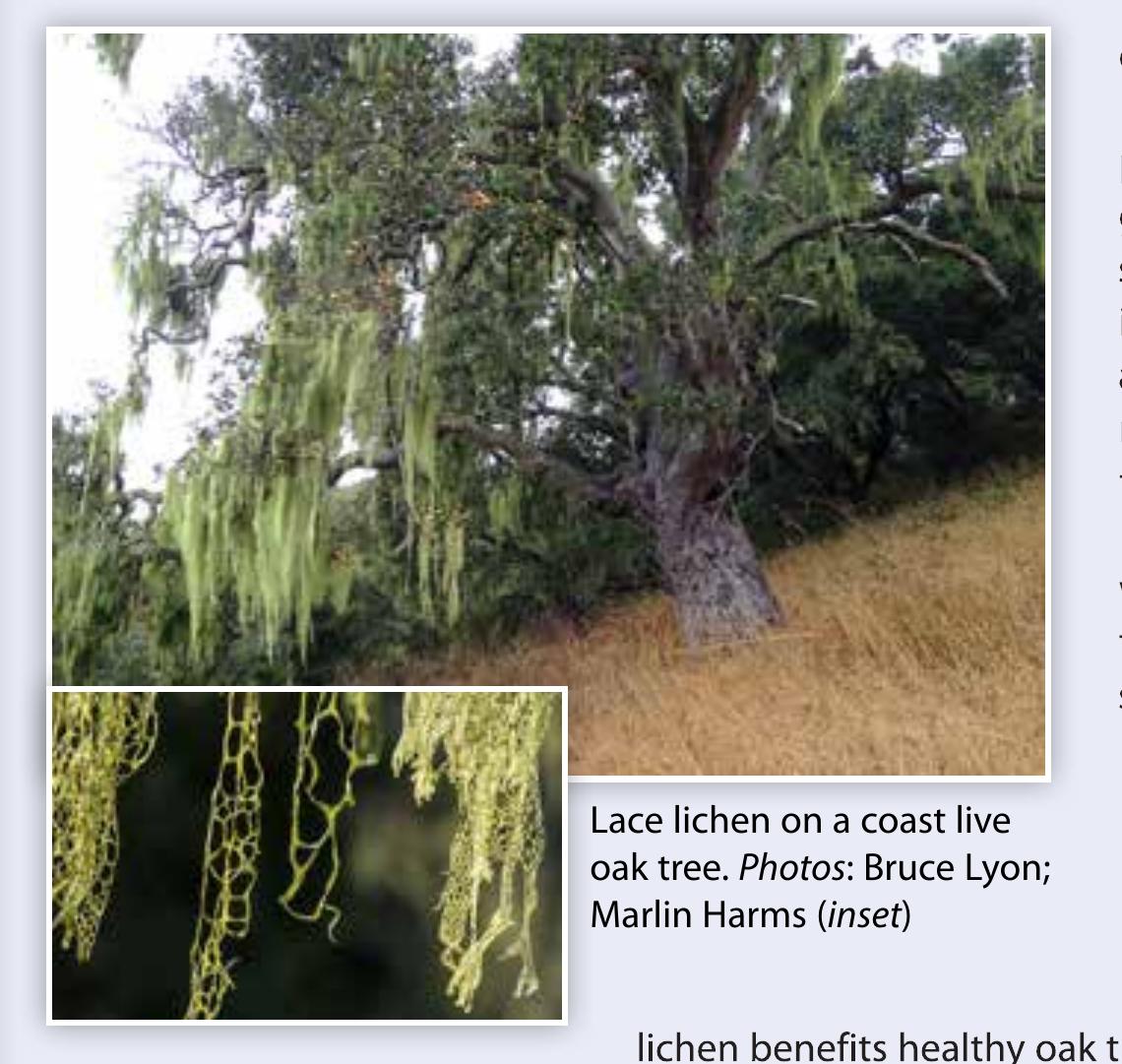 Due to similarities in structure and color, lace lichen in