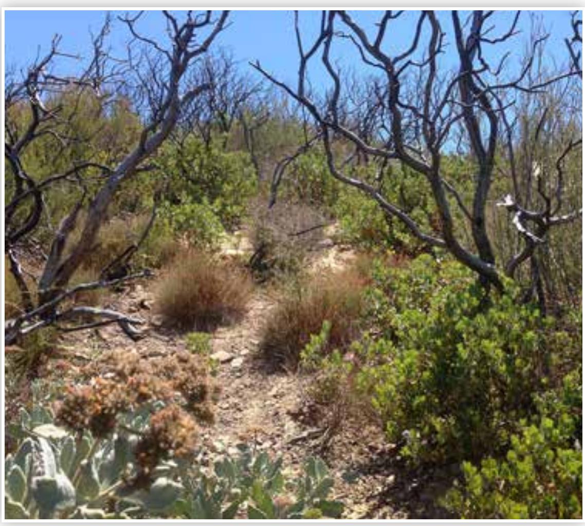 Chaparral 5 years after a wildfire, santa ynez mountains,