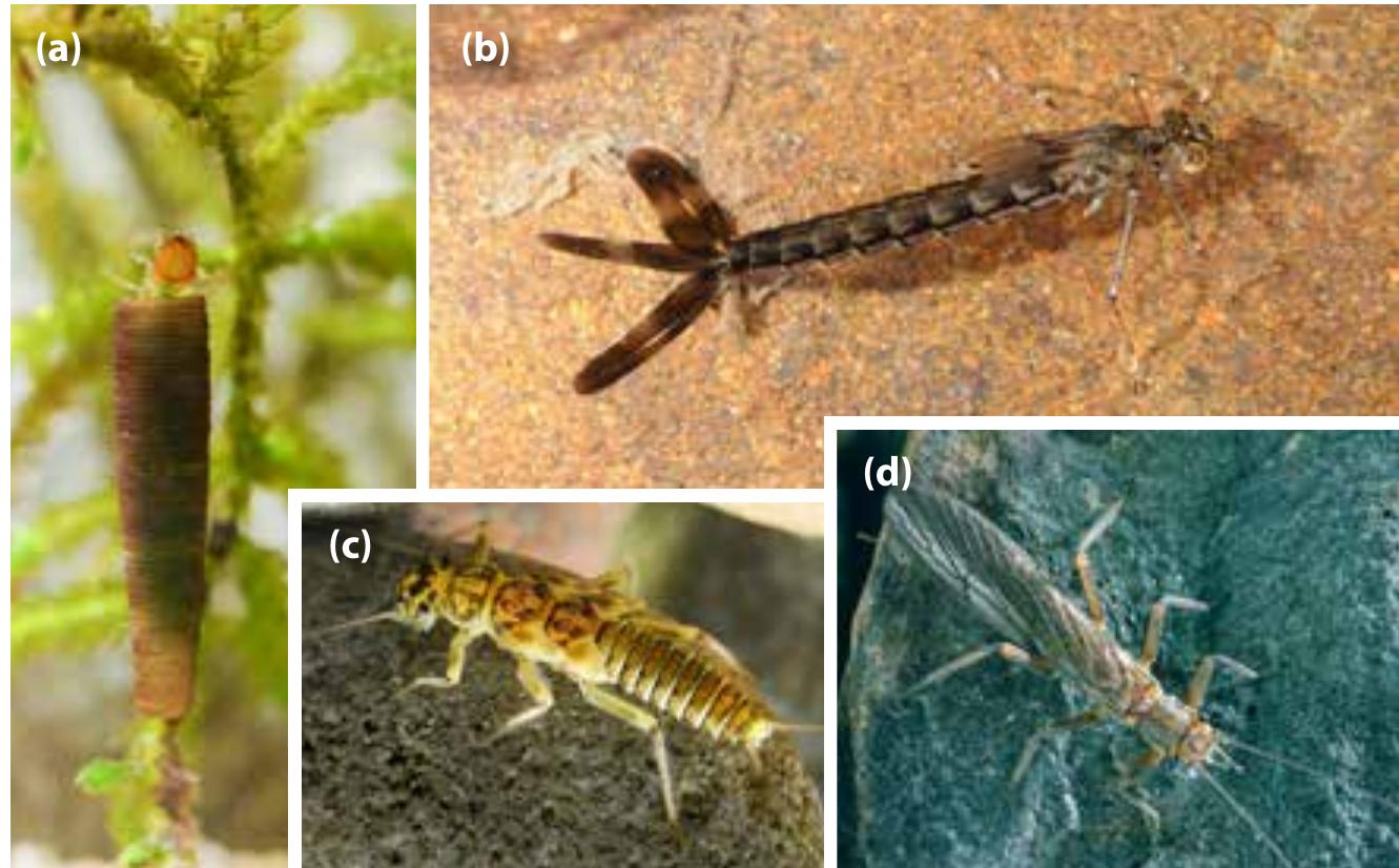 Examples of aquatic macroinvertebrates: (a) little humpless