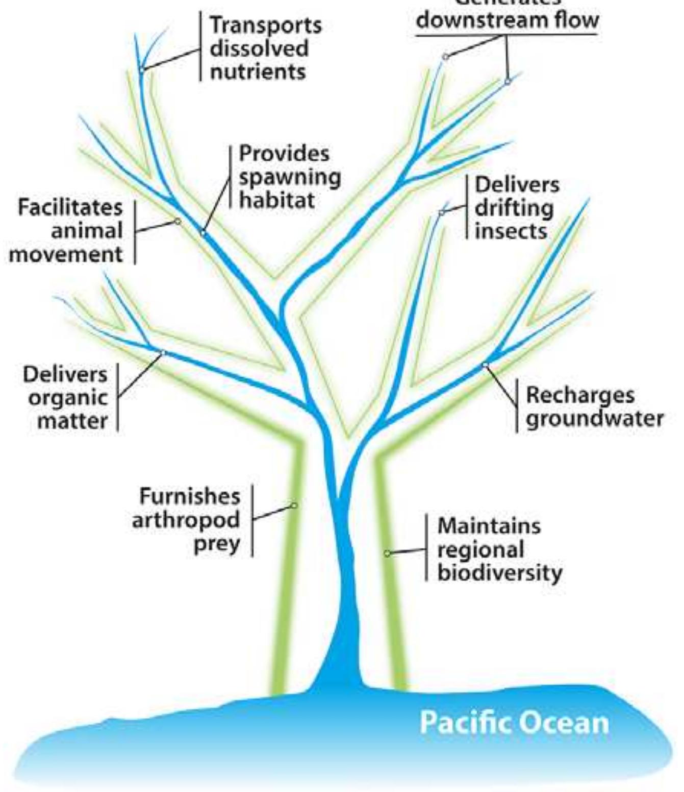 Diagrammatic representation of the functions of the upper