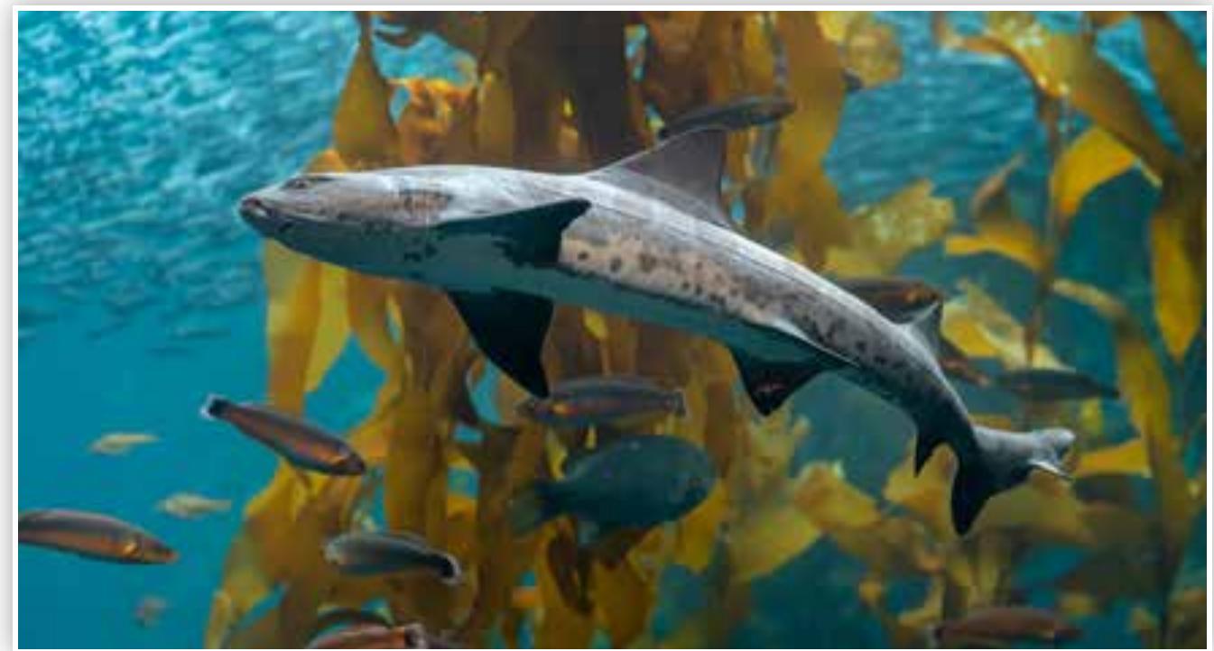 A tiger shark (galeocerdo cuvier) moves slowly through a