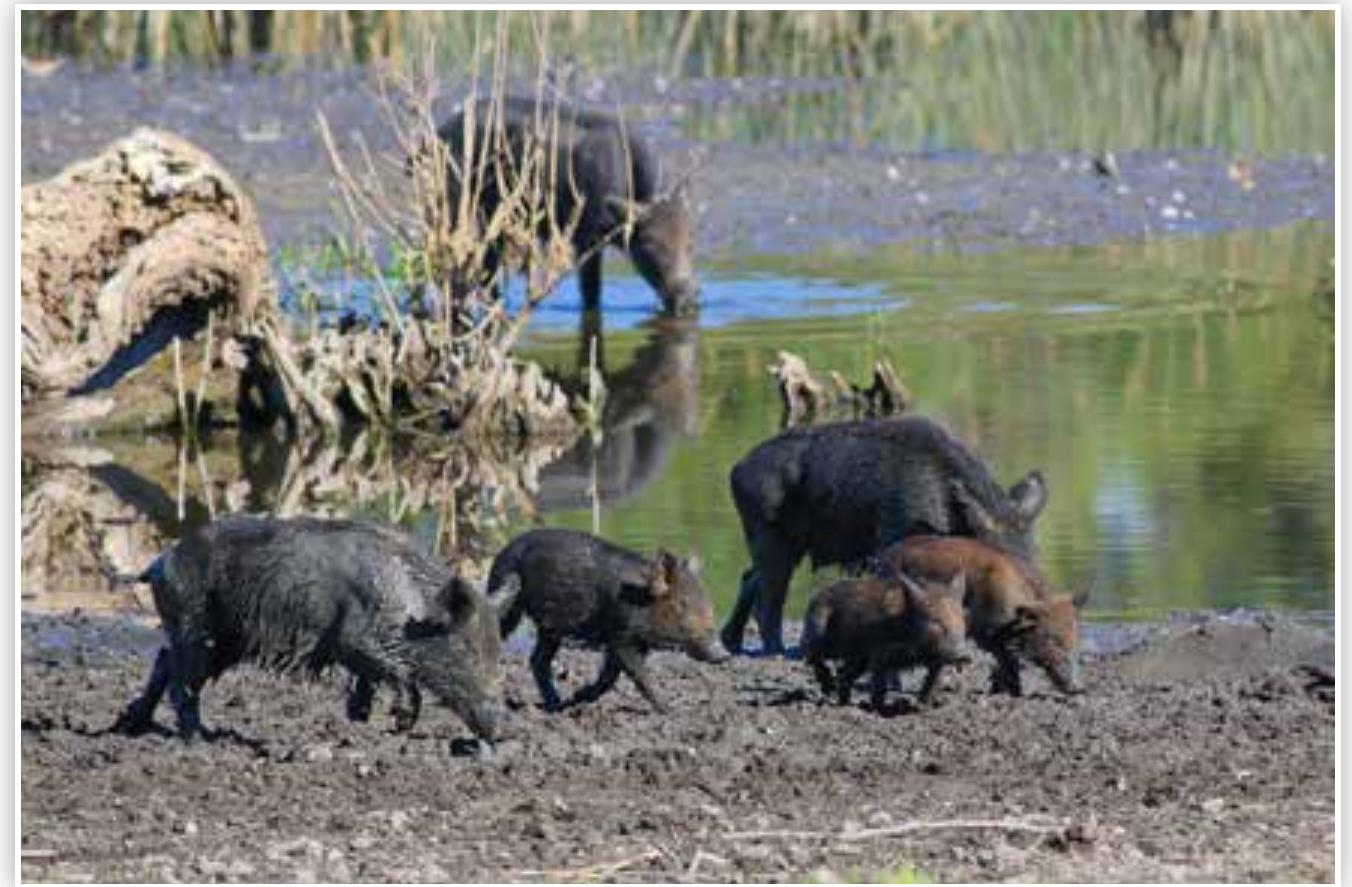 Feral pigs are widespread across the bioregion’s rural