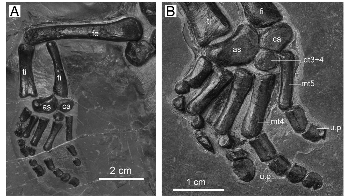 Figure 9 - A New Ladinian Nothosauroid (Sauropterygia) from