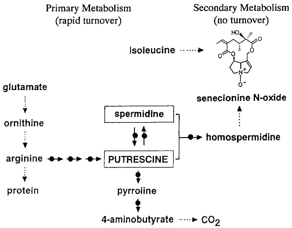The linkage between primary and secondary metabolism in pa